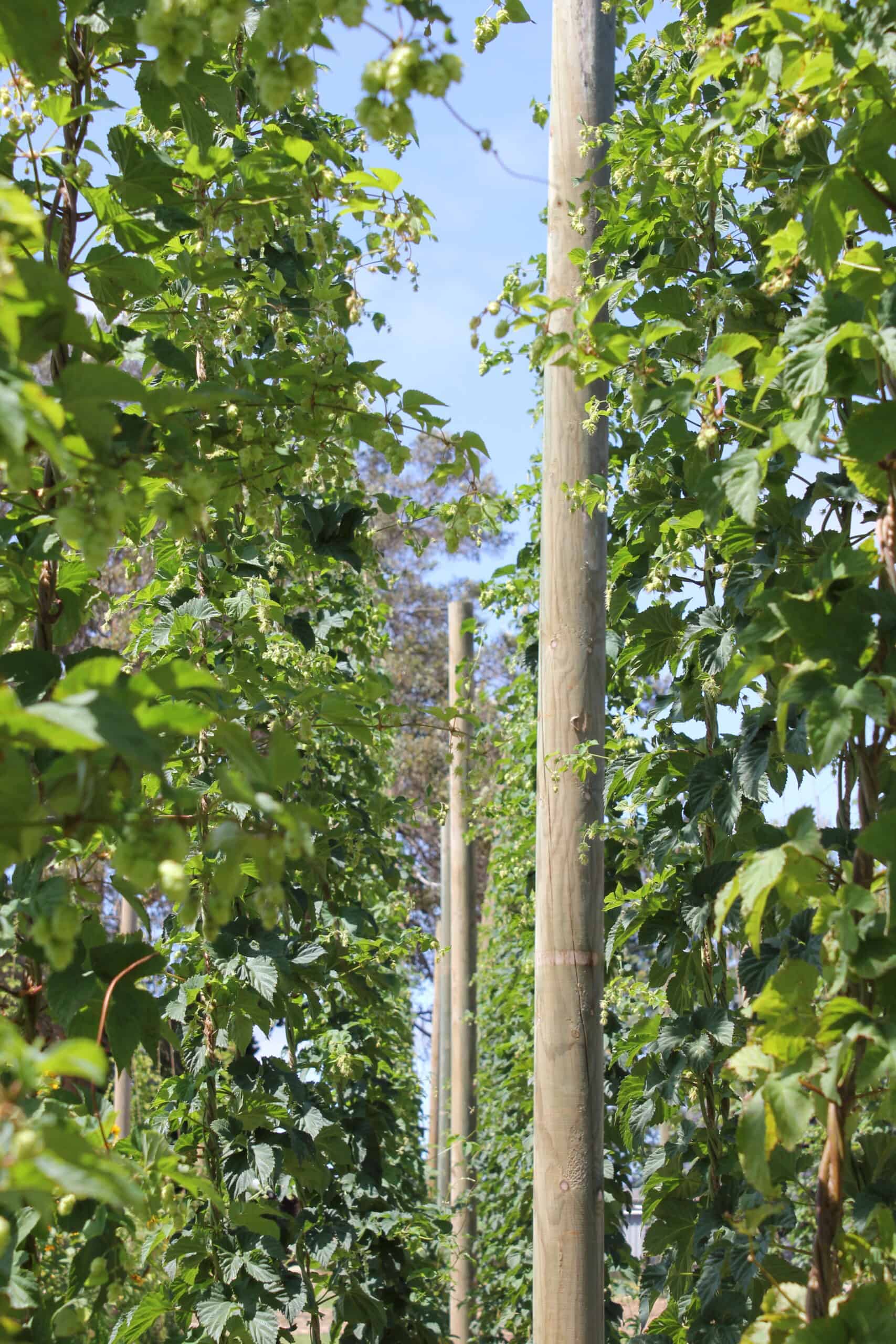 Great Southern Hops – Western Australia Hops