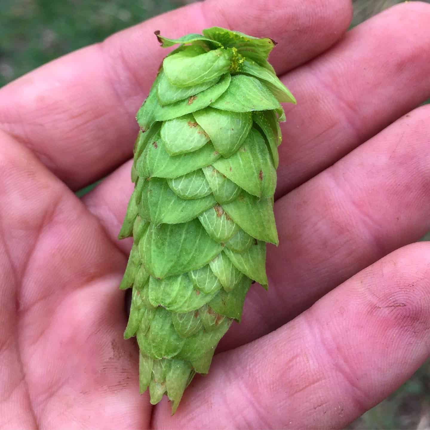 Our Hops